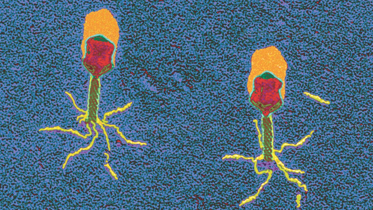 Working group: Exploring phase transitions in virus evolution | Santa ...