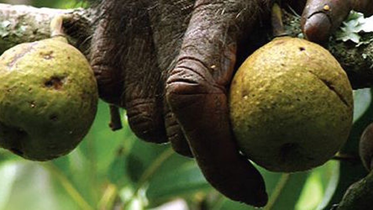 Chimpanzee fig selection sheds light on primate motor skills evolution ...