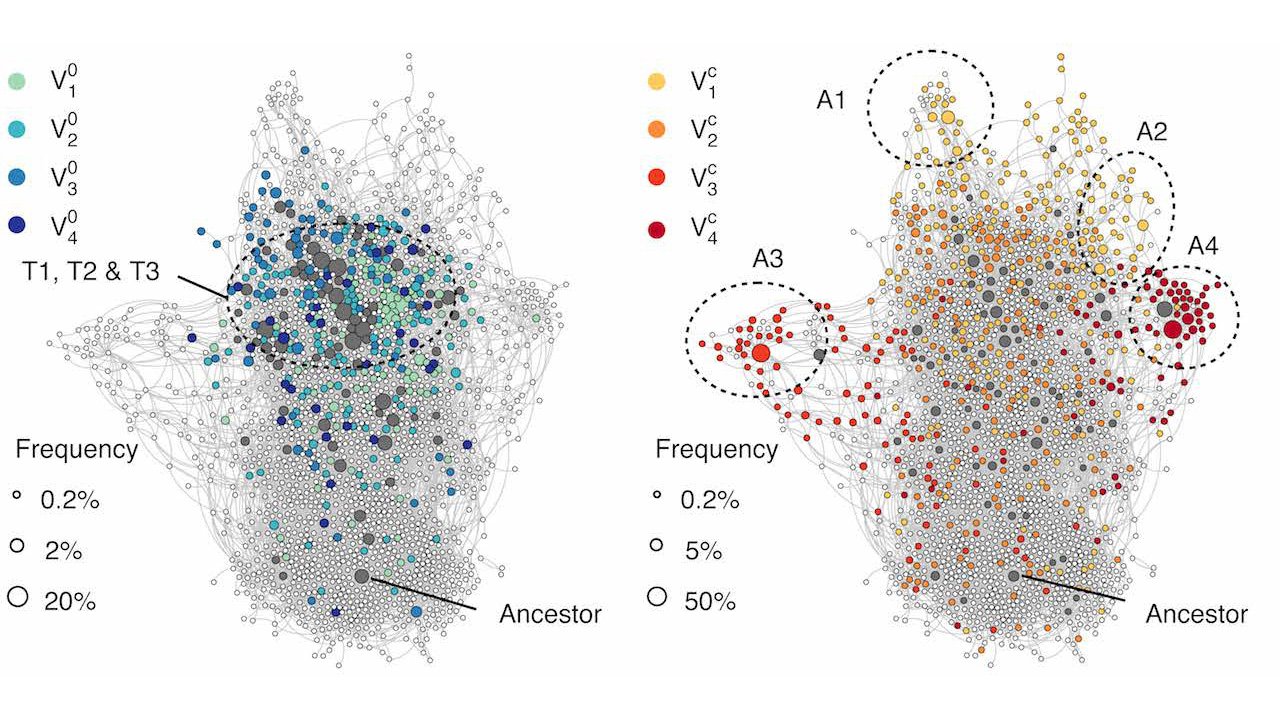 Hidden genetic variations power evolutionary leaps | Santa Fe Institute
