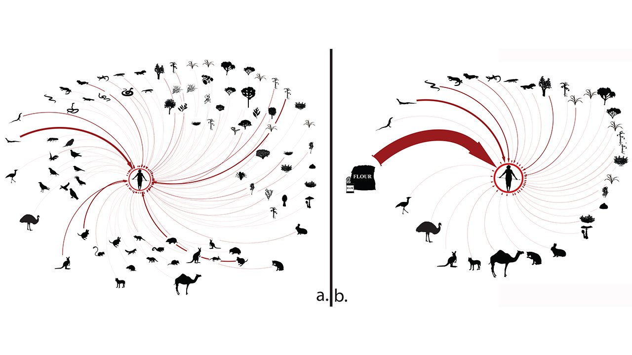 Study of human impact on food webs and ecosystems yields unexpected ...