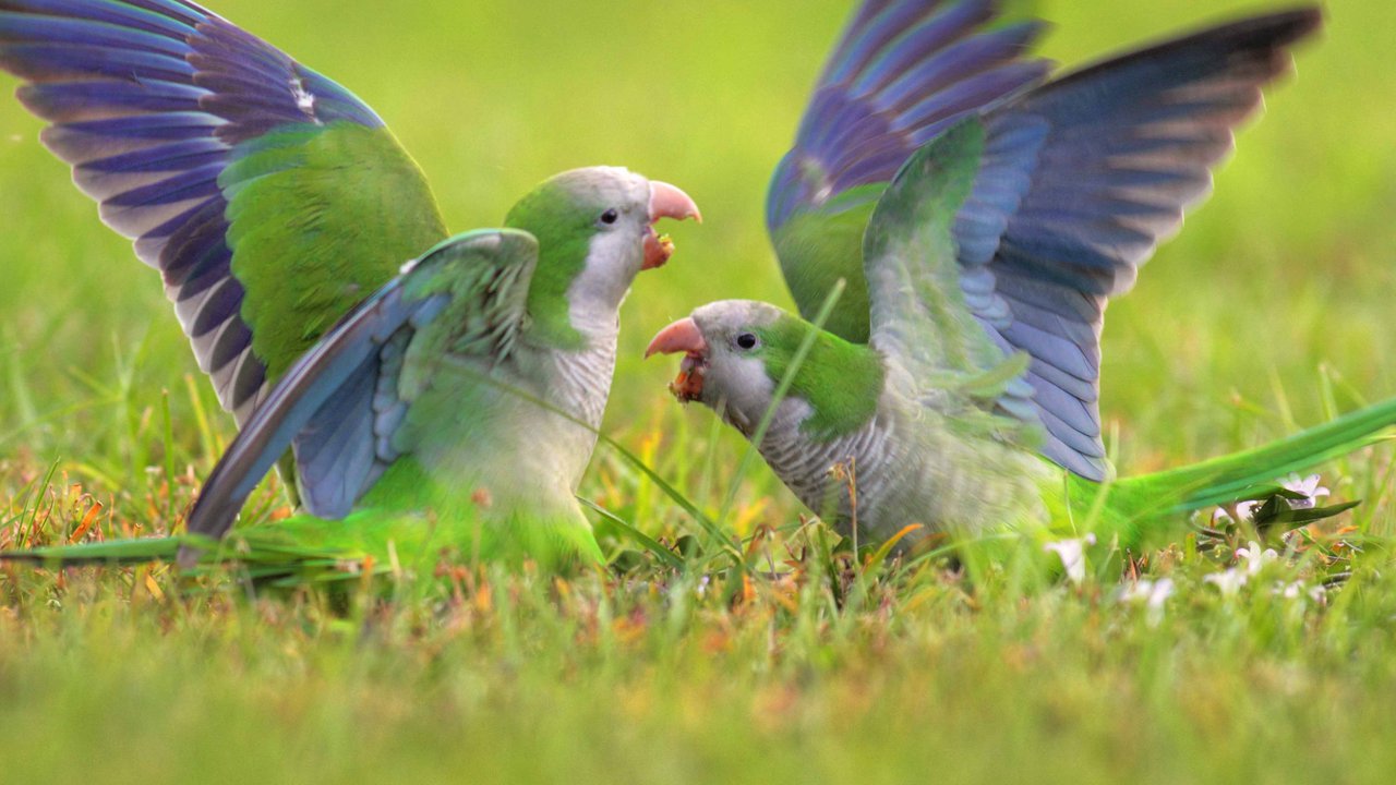 Mental math helps monk parakeets find their places in the pecking order ...