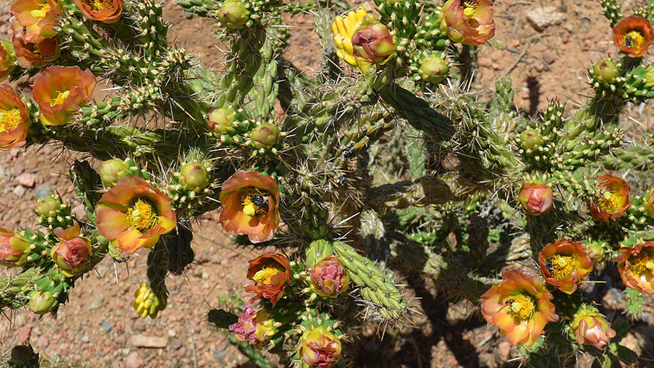 Santa Fe Institute welcomes endangered Santa Fe cholla | Santa Fe Institute