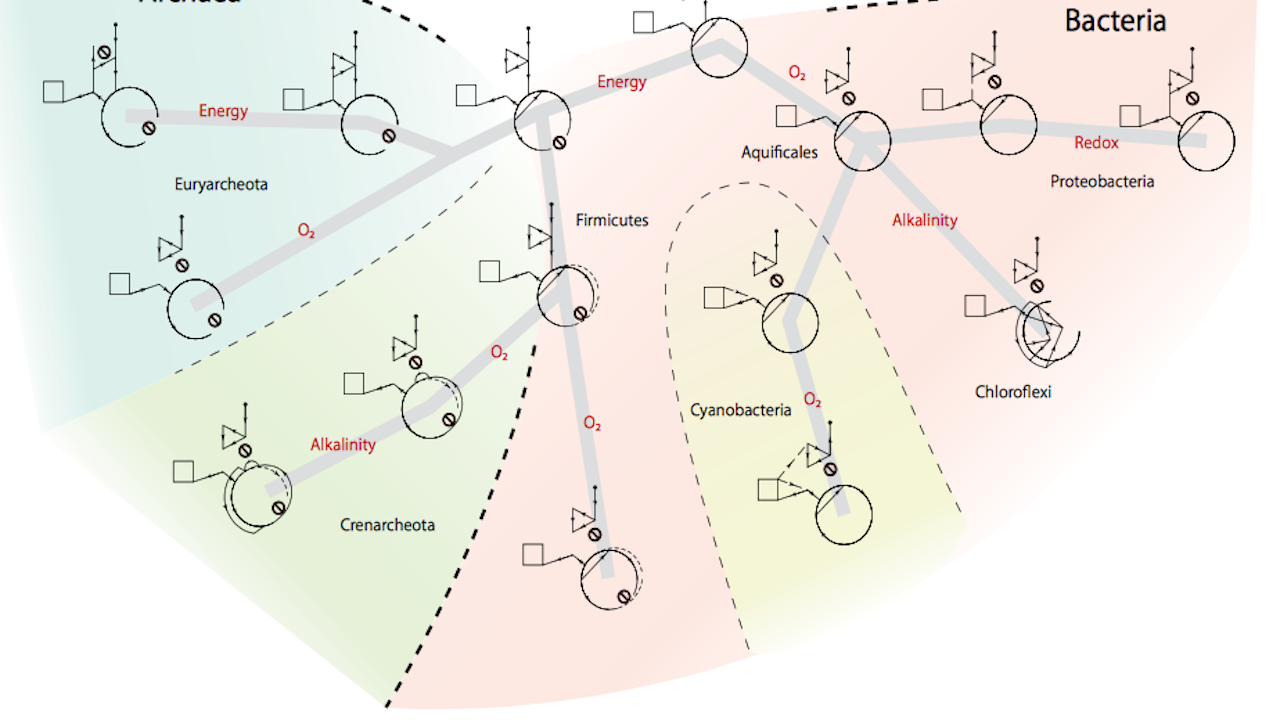 Finding the roots and early branches on the tree of life | Santa Fe ...