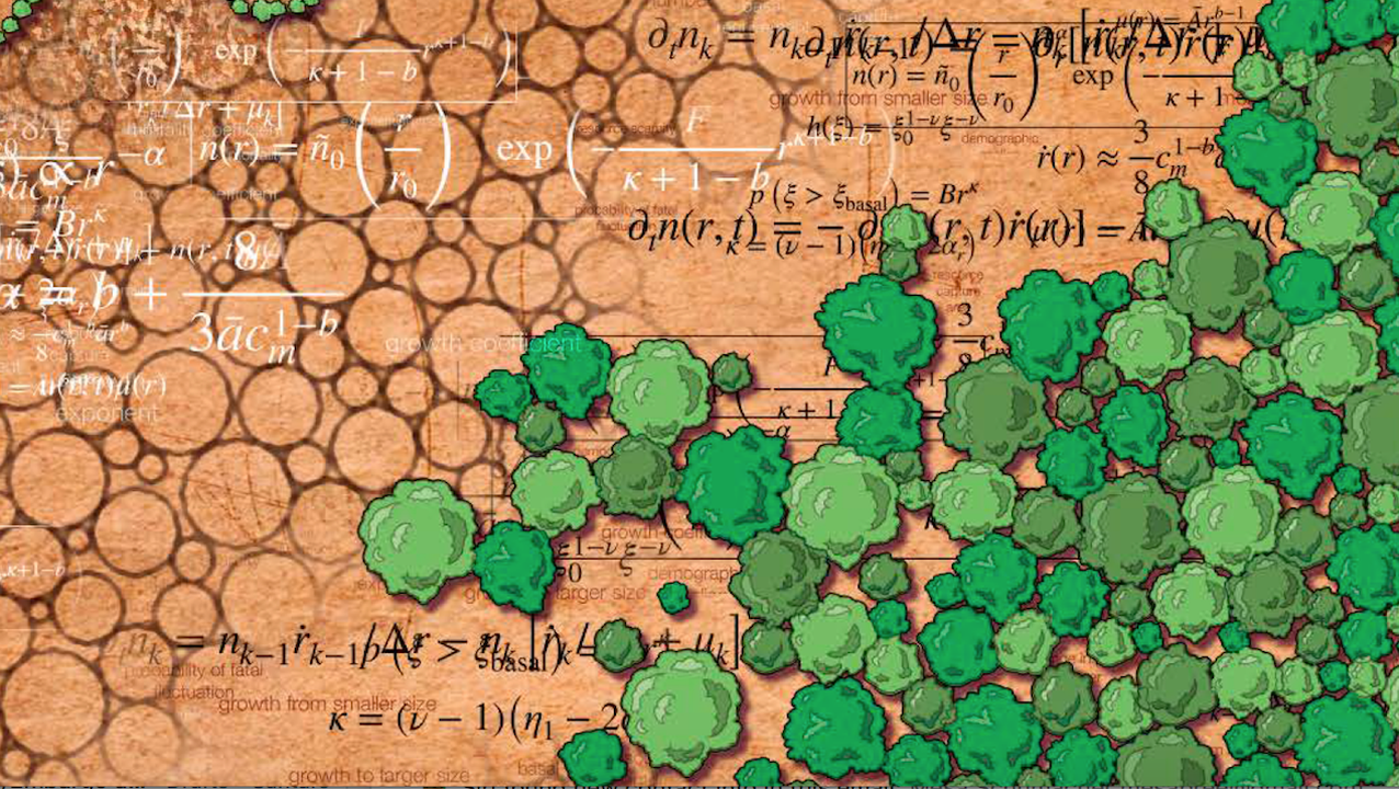 New model describes the (scaling) laws of the jungle | Santa Fe Institute