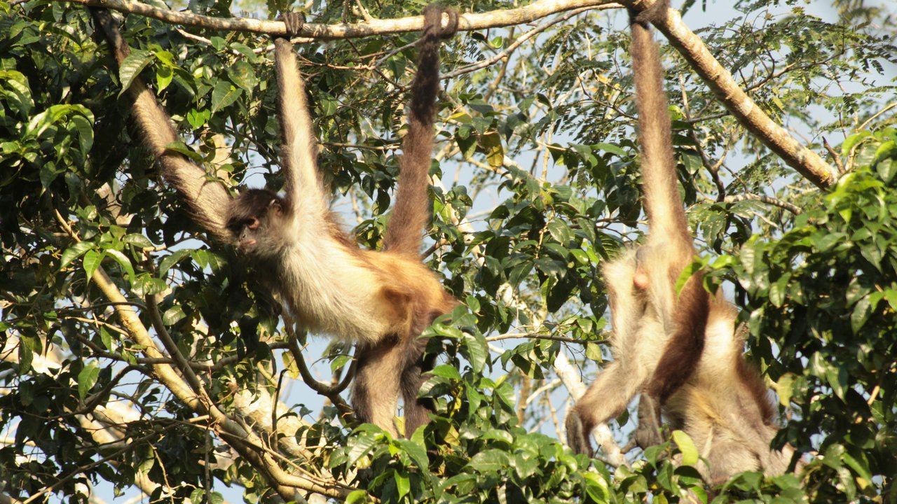 Spider monkey groups as collective computers | Santa Fe Institute