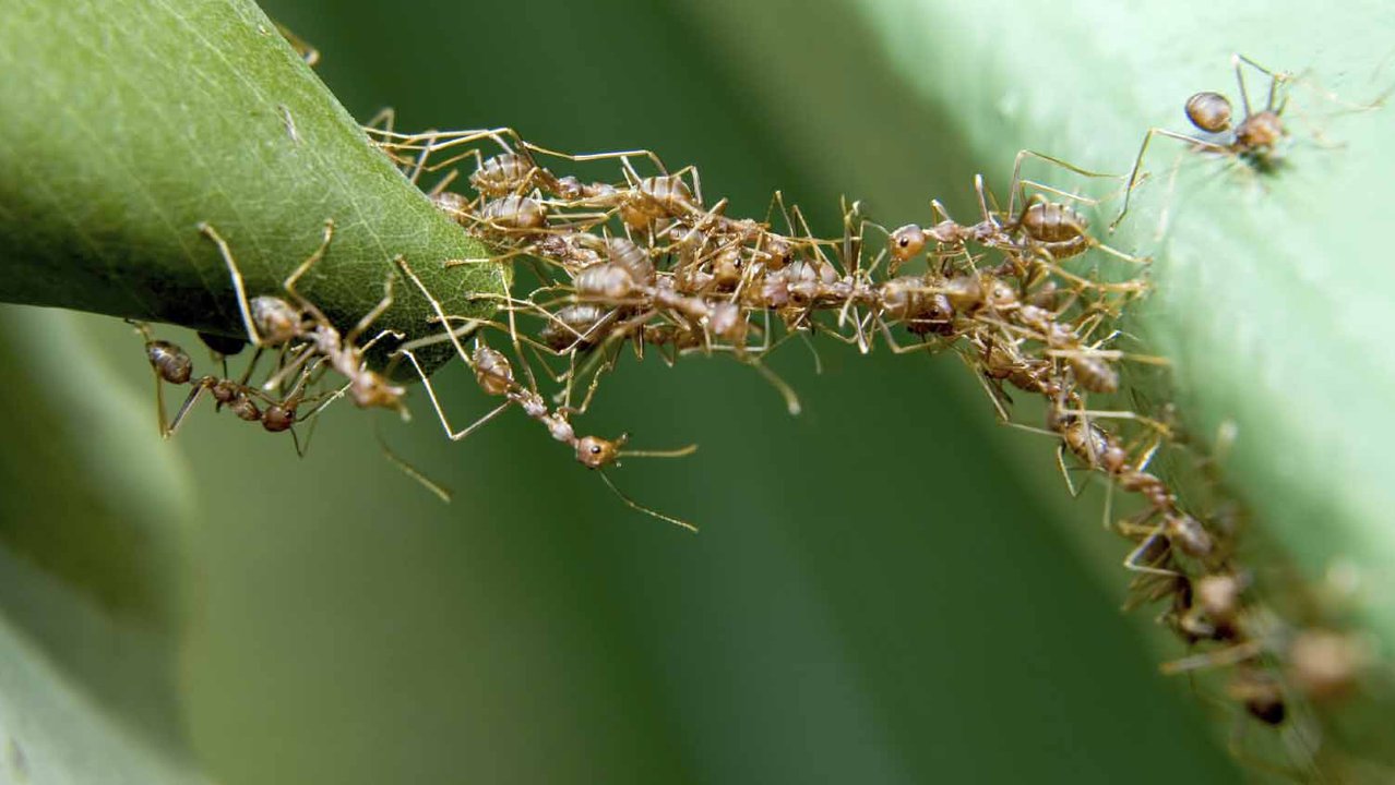 First two books in complex systems primer series explore ants ...