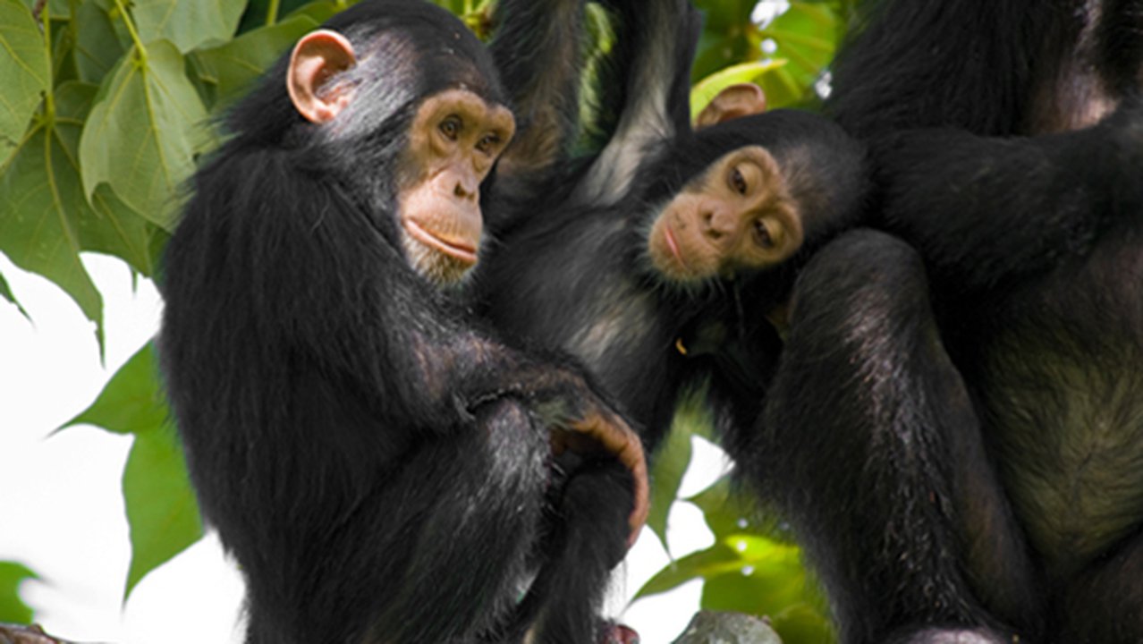Chimps, Too, Wage War and Annex Rival Territory | Santa Fe Institute