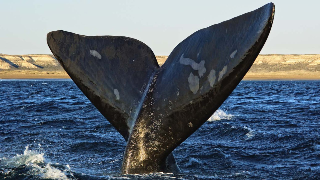 Why sea-faring mammals need to be larger than land lubbers | Santa Fe ...