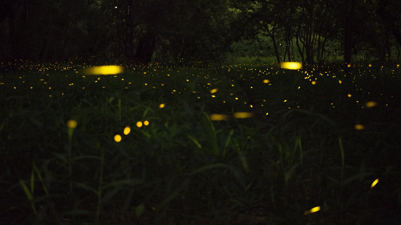 Orit Peleg: Living Orbs of Light (Aeon) | Santa Fe Institute