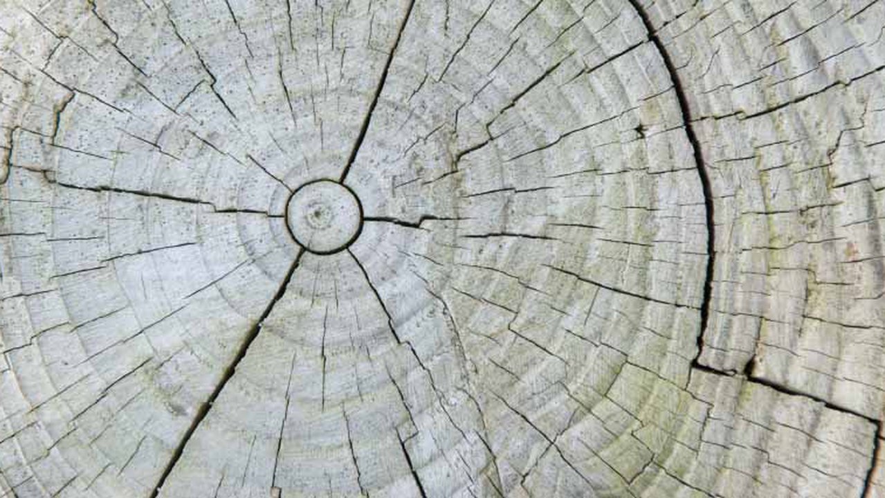 Tree rings offer new views of human history | Santa Fe Institute